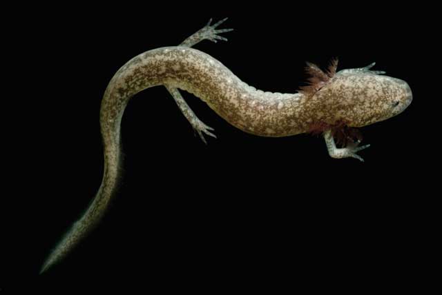 Cascade Caverns - The oldest public touring cave in Texas